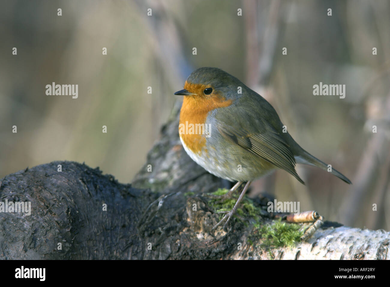 European Robin Erithacus rubecula adult perched on a fallen stump Stock ...