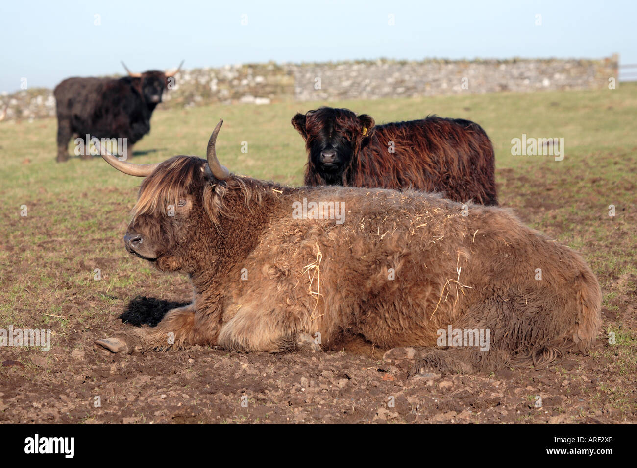 Highland cow calf hi-res stock photography and images - Alamy