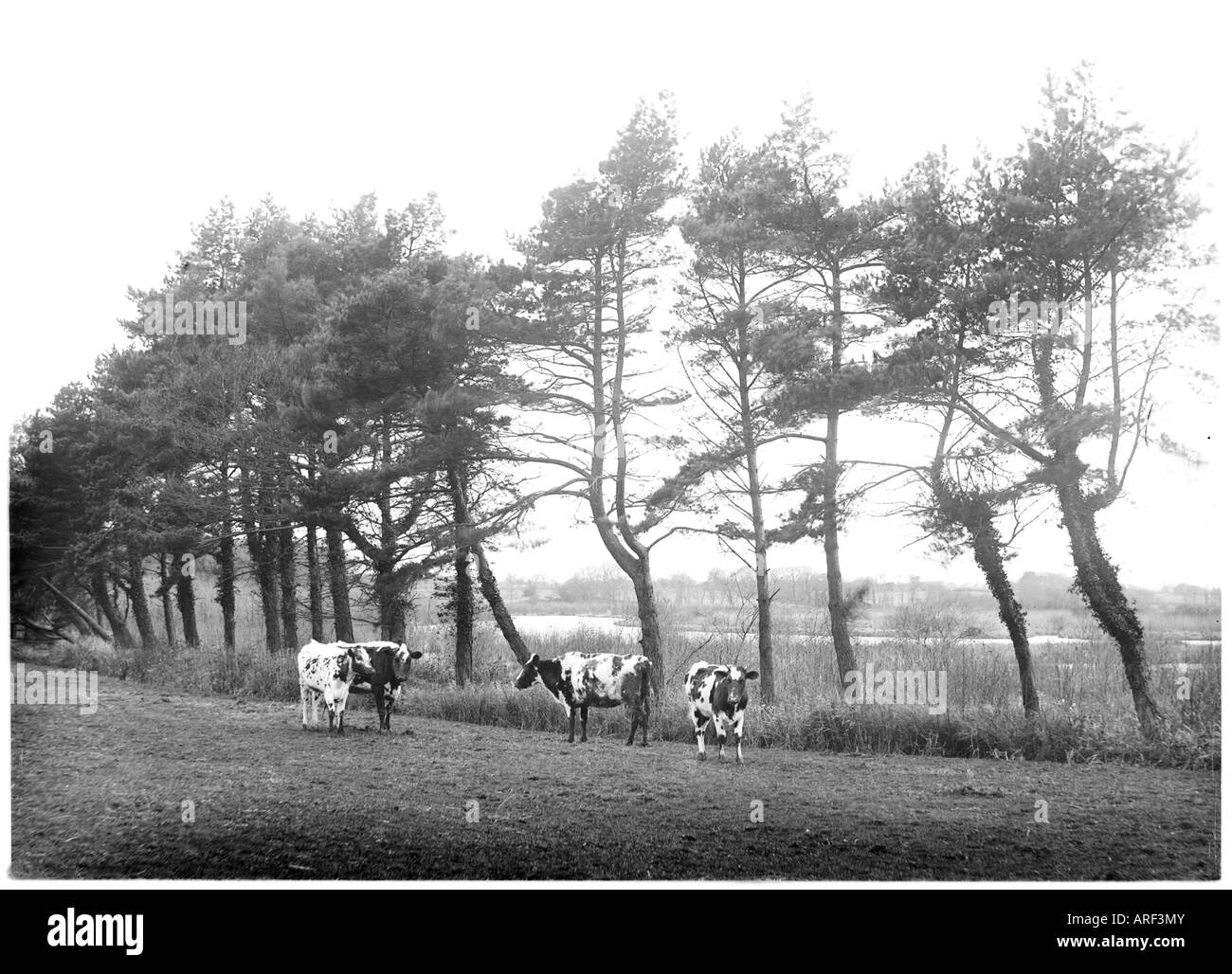 Norfolk cows hi-res stock photography and images - Alamy