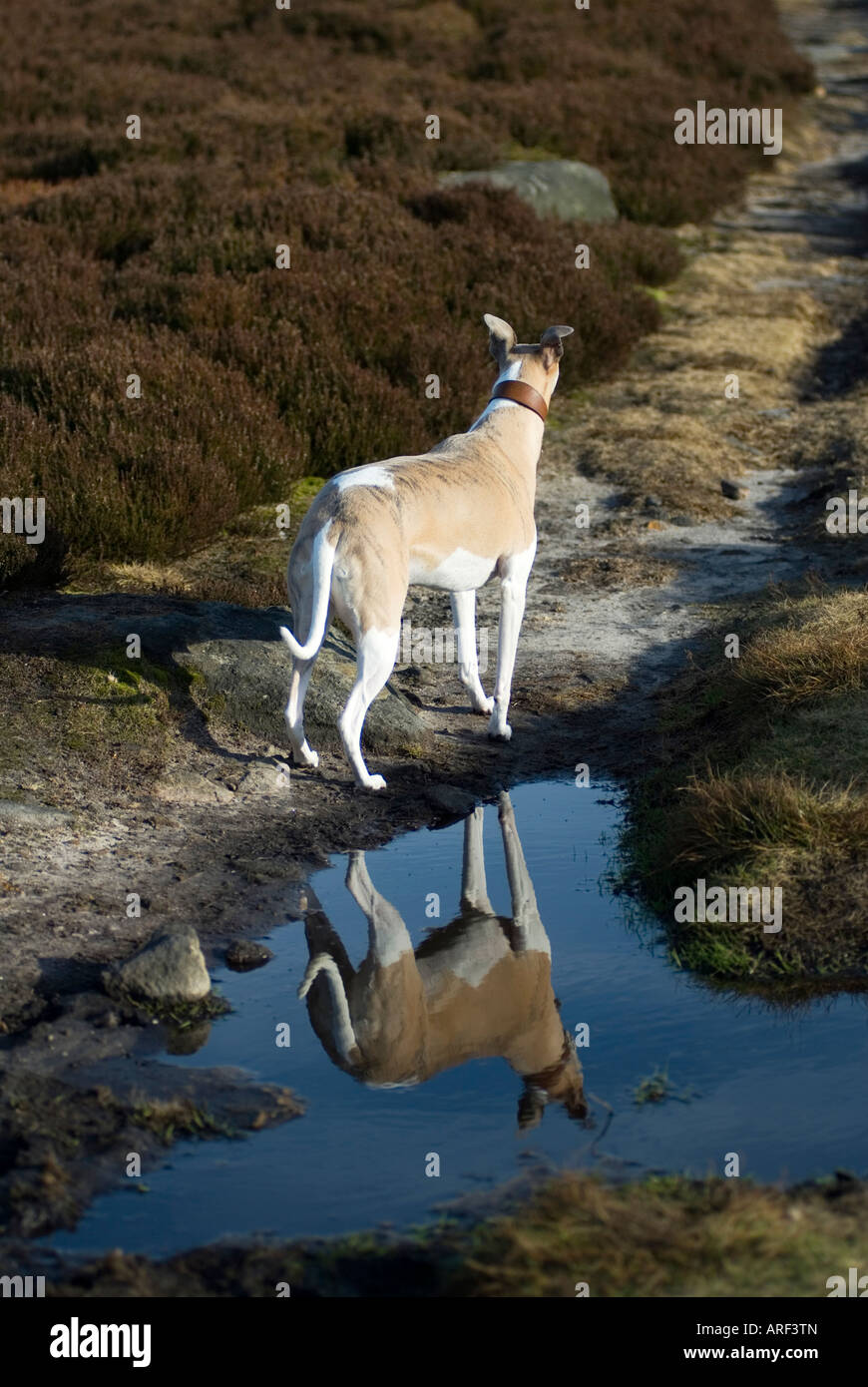 Whippet water hi-res stock photography and images - Alamy