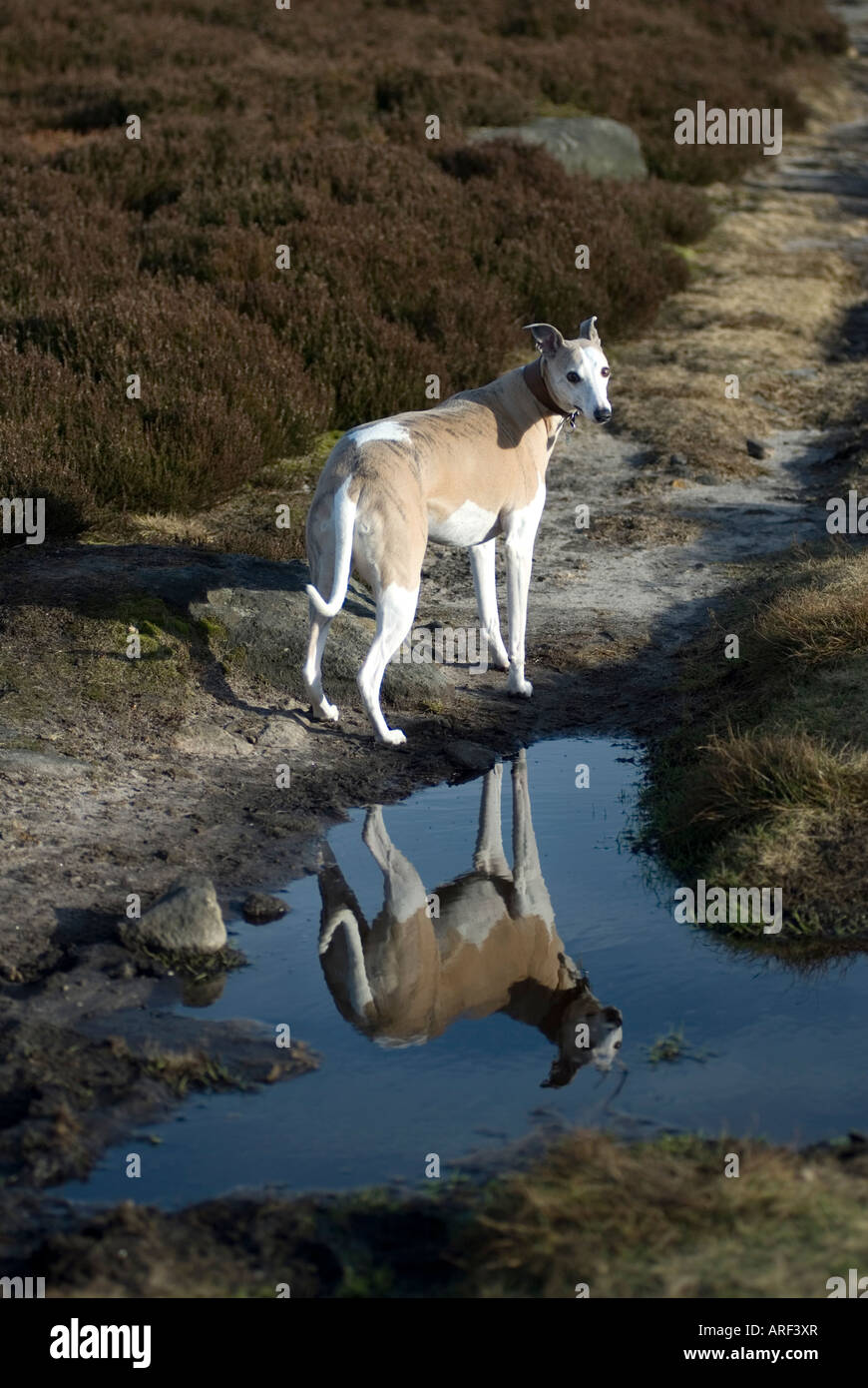 Whippet water hi-res stock photography and images - Alamy