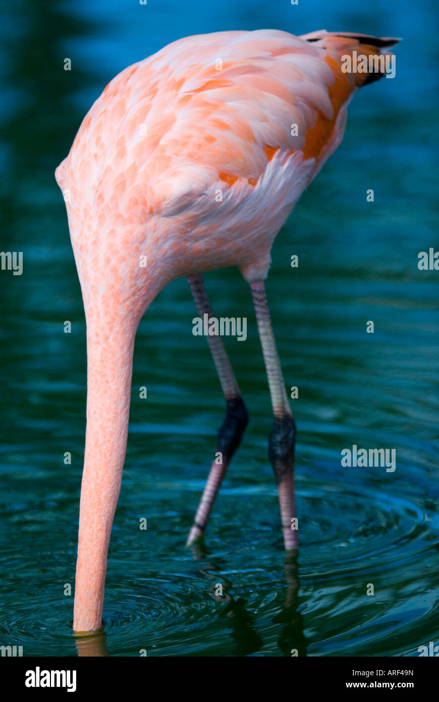 Caribbean flamingo also known as American Cuban rosy or West Indian ...