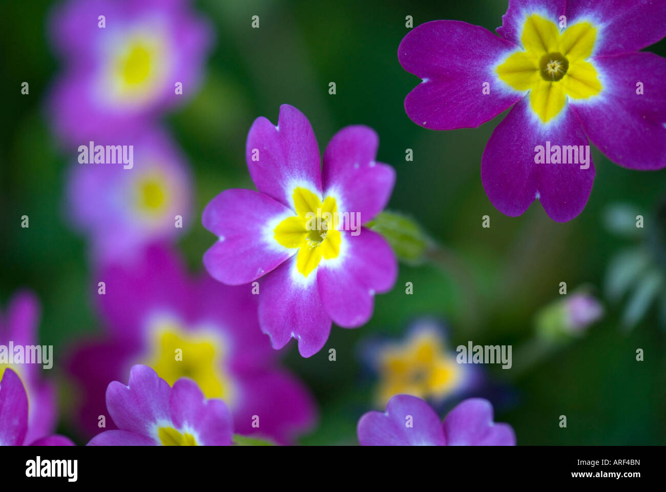 Primrose flower garden hi-res stock photography and images - Alamy