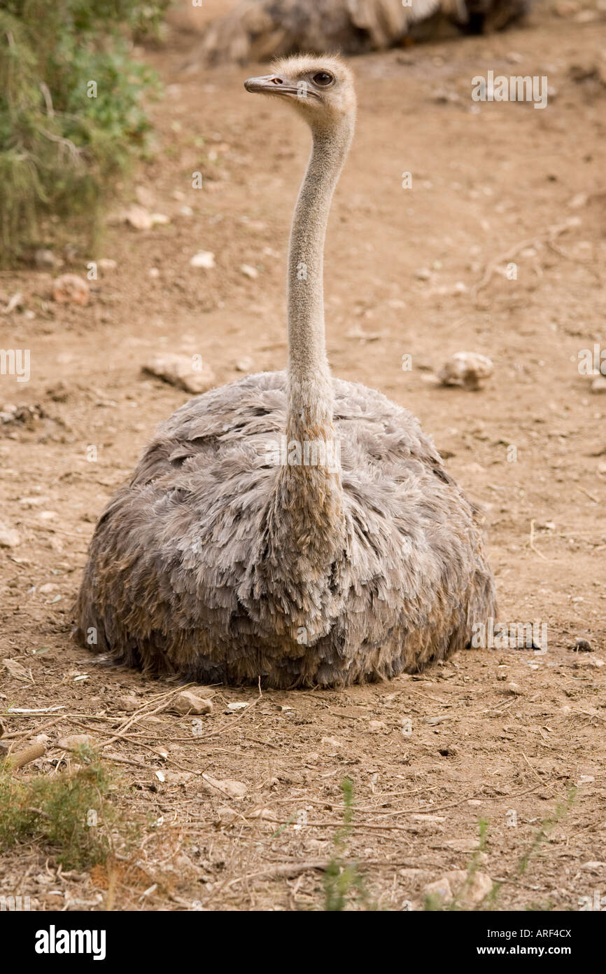 Posing ostrich hi-res stock photography and images - Alamy