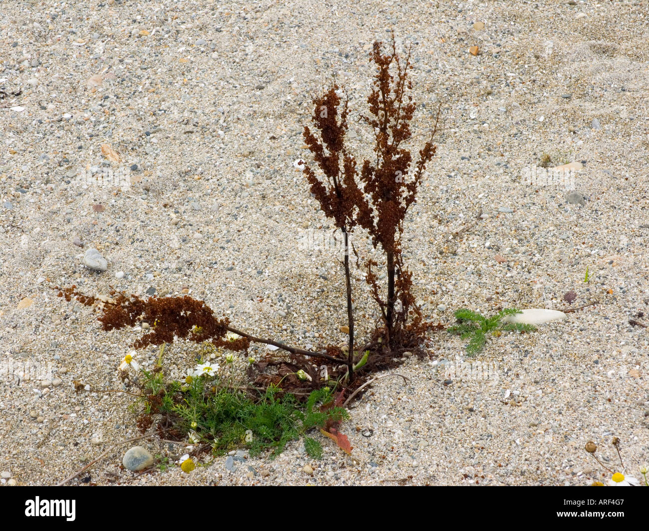 Dead beach Bracken Stock Photo - Alamy