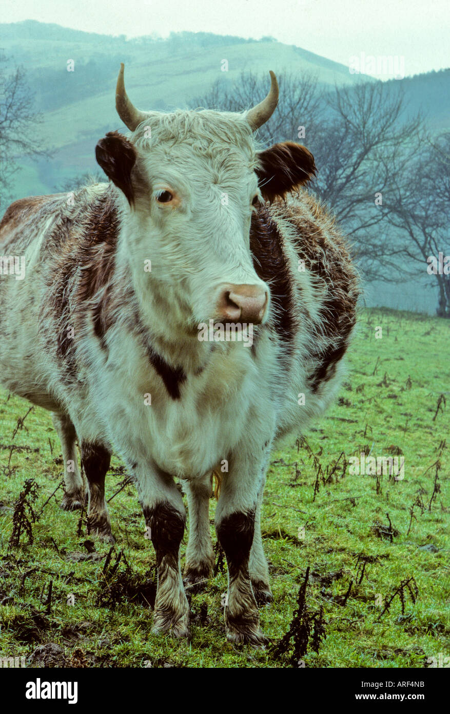 Portrait of Damp Cow with "Six" Legs Stock Photo - Alamy