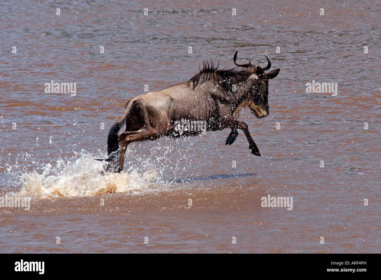 Wildebeest Jumping Whilst Crossing Mara River, Masai Mara, Kenya Stock Photo - Alamy