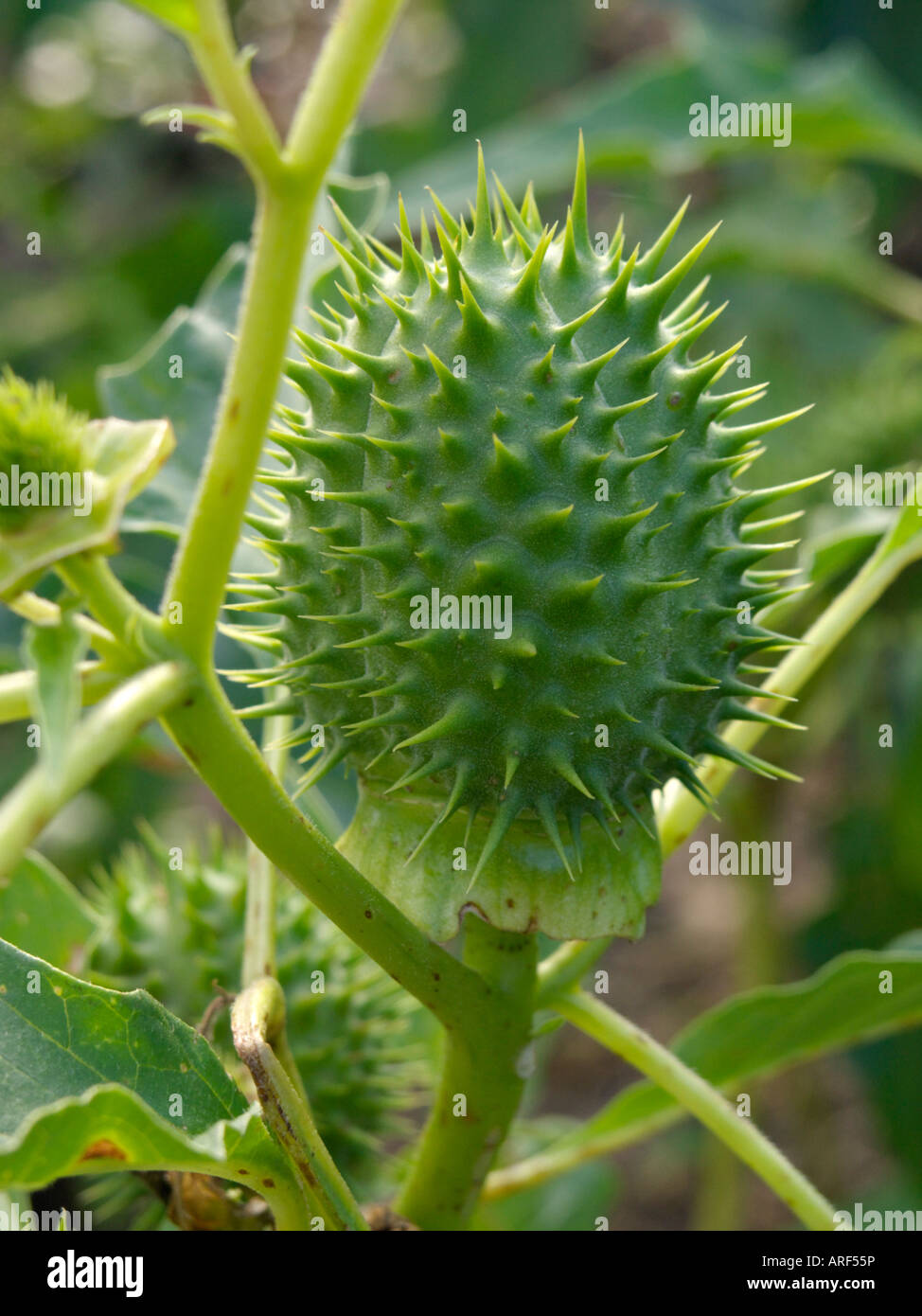 Fruit jimson weed hi-res stock photography and images - Alamy