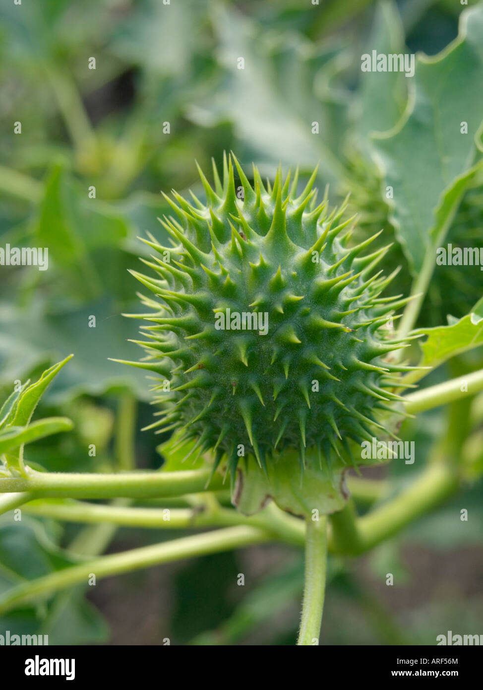 Jimson weed (Datura stramonium Stock Photo - Alamy