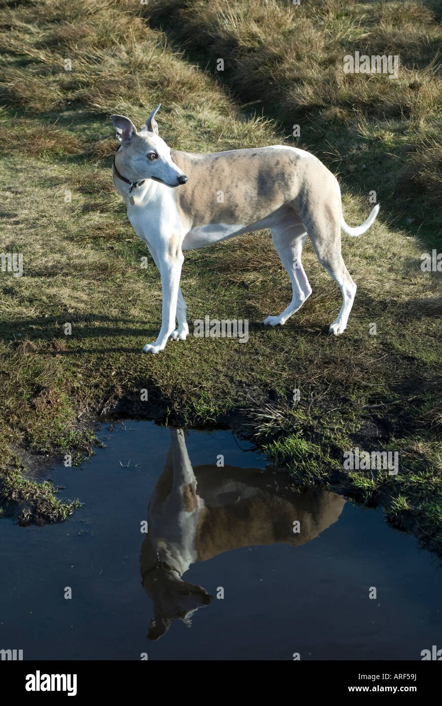 Whippet water hi-res stock photography and images - Alamy