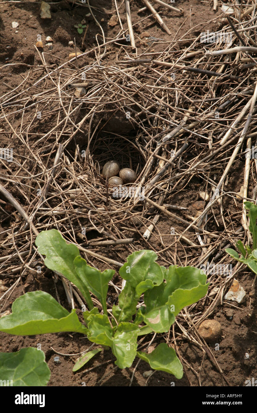 Skylark Alauda arvensis nest in a sugar beet field Stock Photo - Alamy