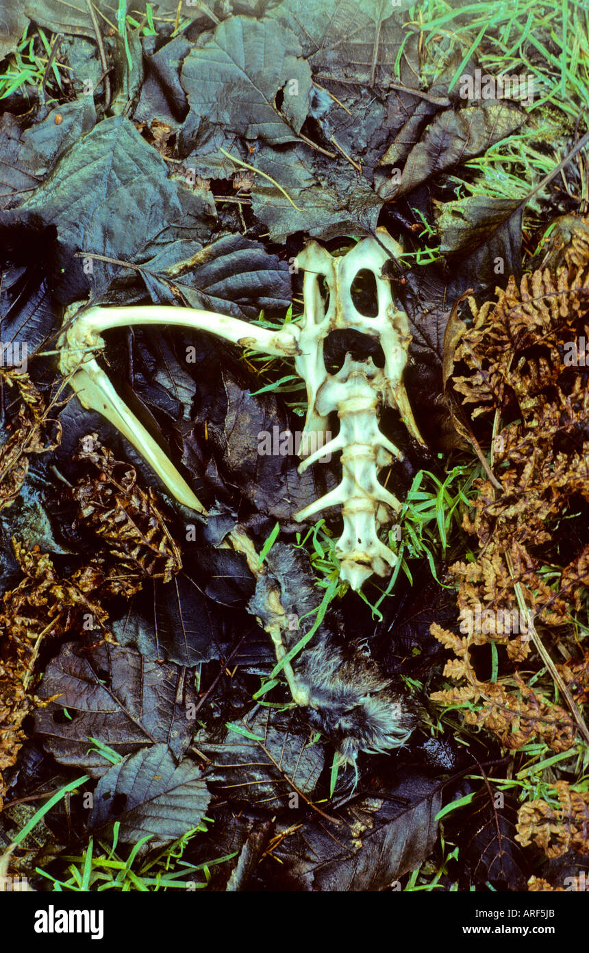 Bird skeleton, Llanbedr, N Wales Stock Photo - Alamy