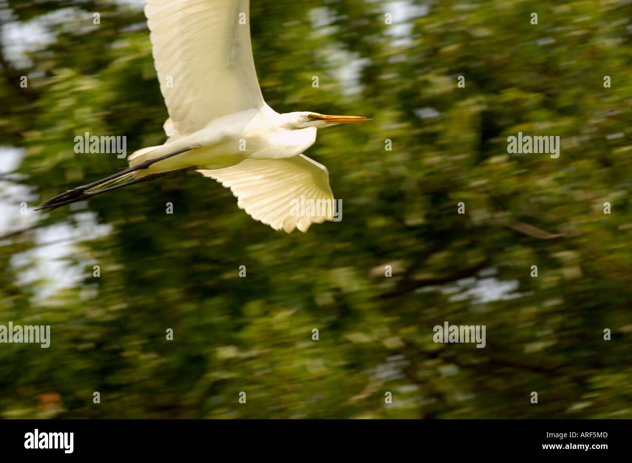 Flying Great Egret Stock Photo - Alamy