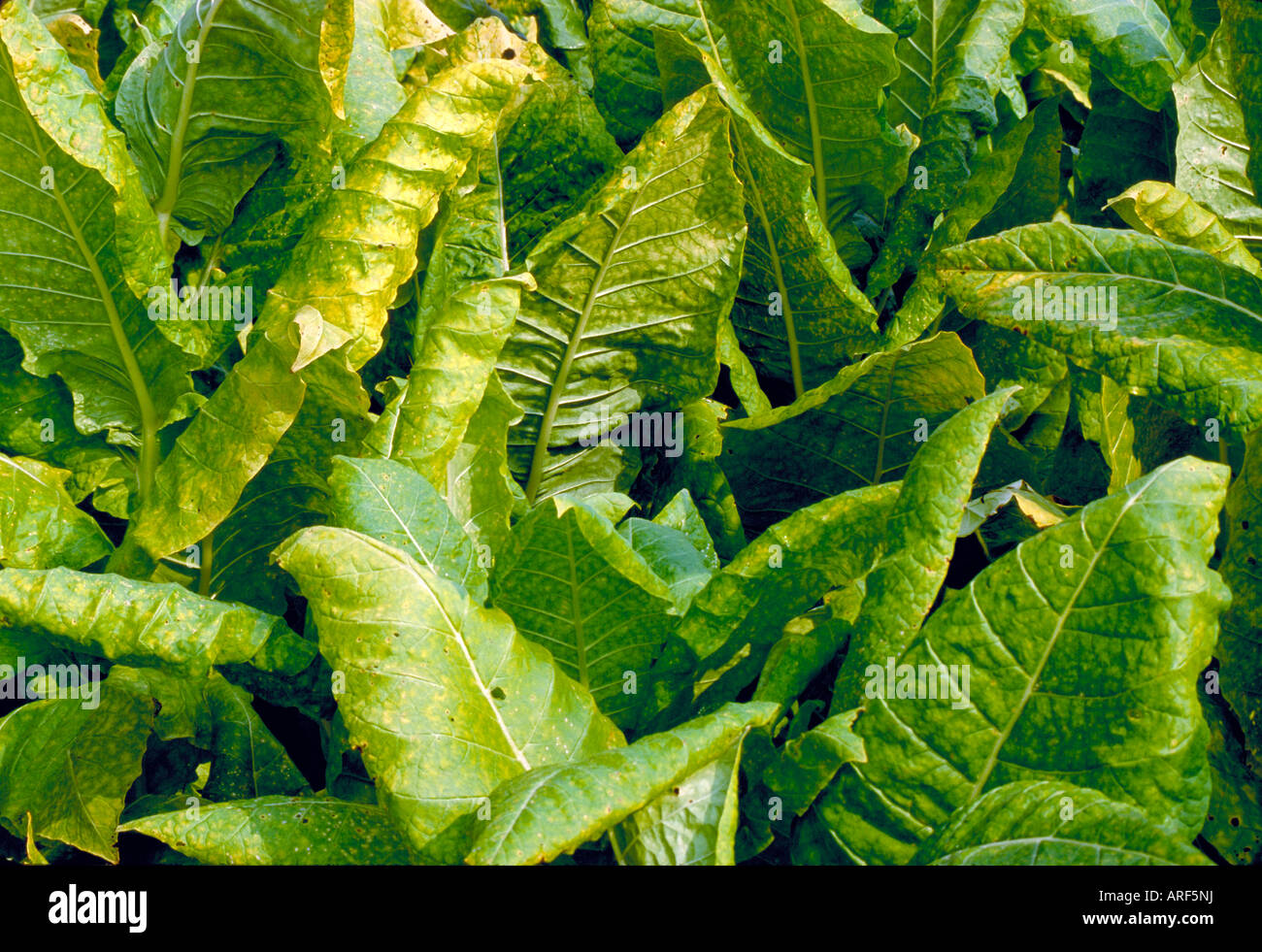 Tobacco hi-res stock photography and images - Alamy