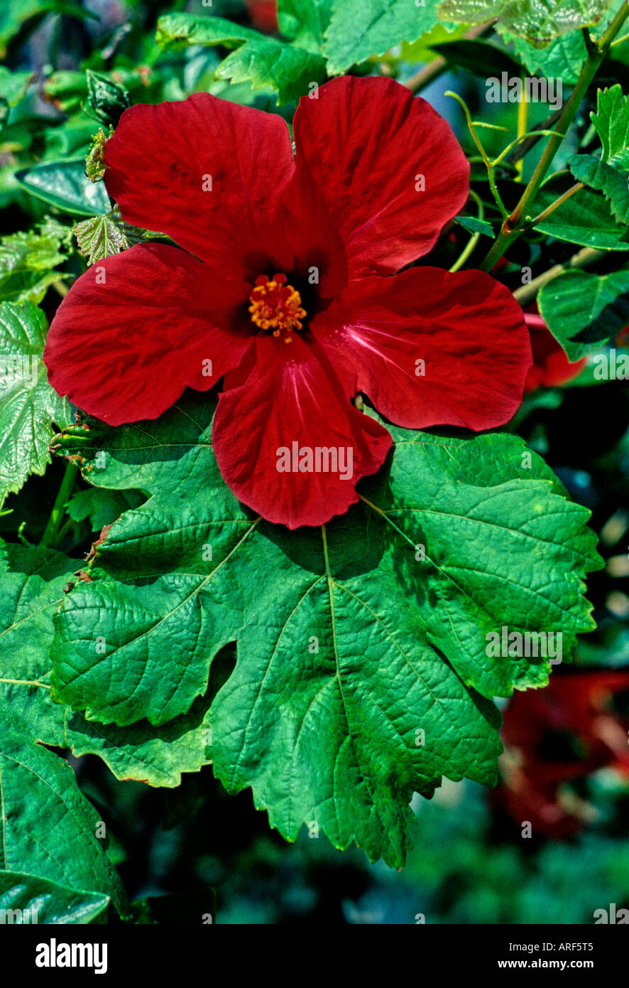 Deep red hibiscus hi-res stock photography and images - Alamy