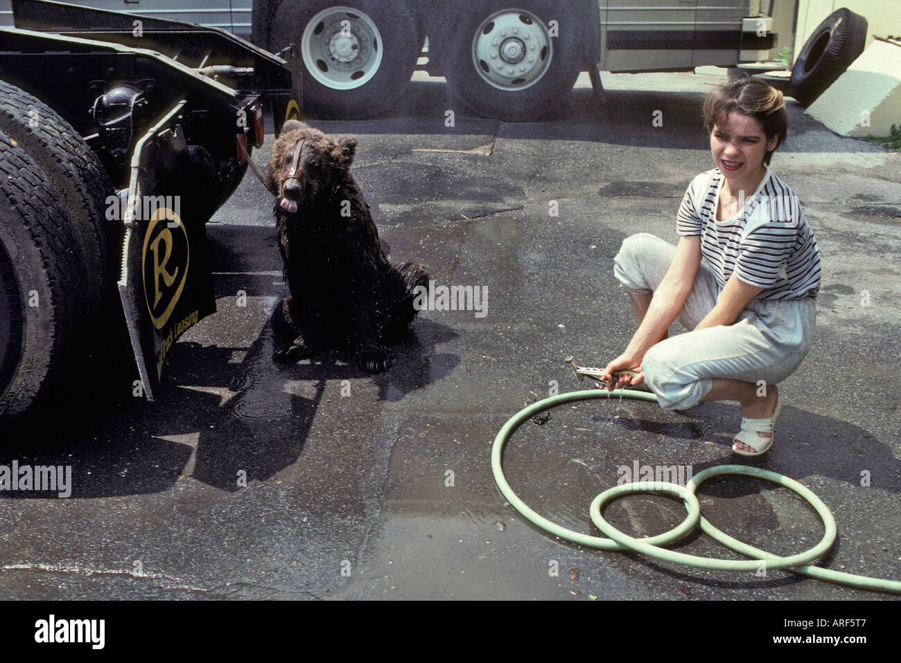 Female trainer sprays washes bear Stock Photo - Alamy