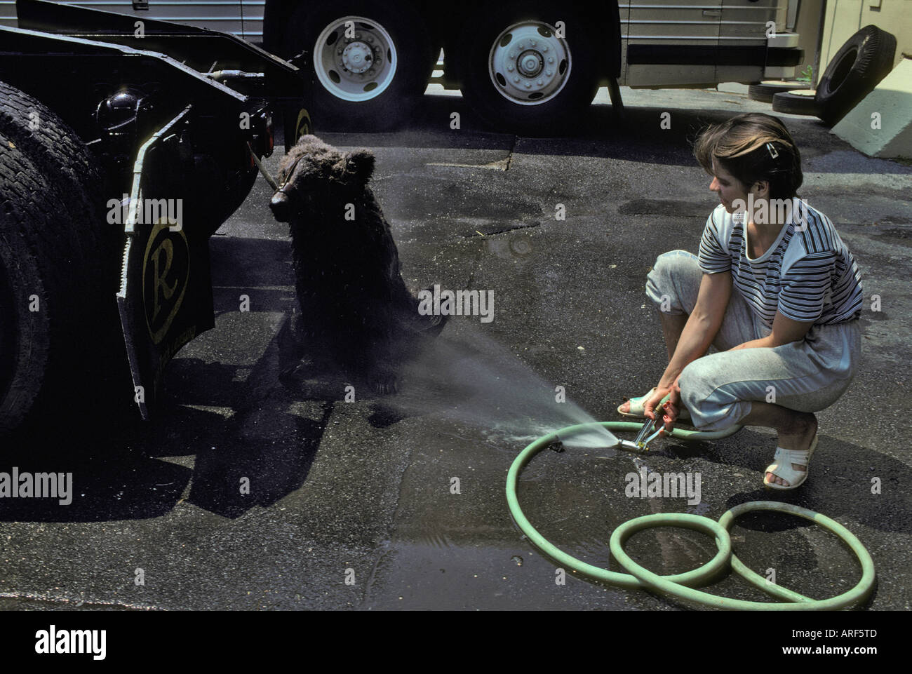 Female trainer sprays washes bear Stock Photo - Alamy