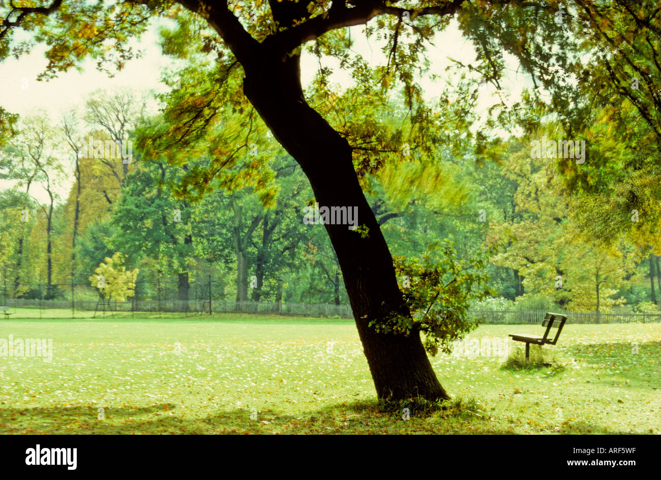 Wind Blowing Trees and Park Bench, Hampstead Heath, London, England, UK ...