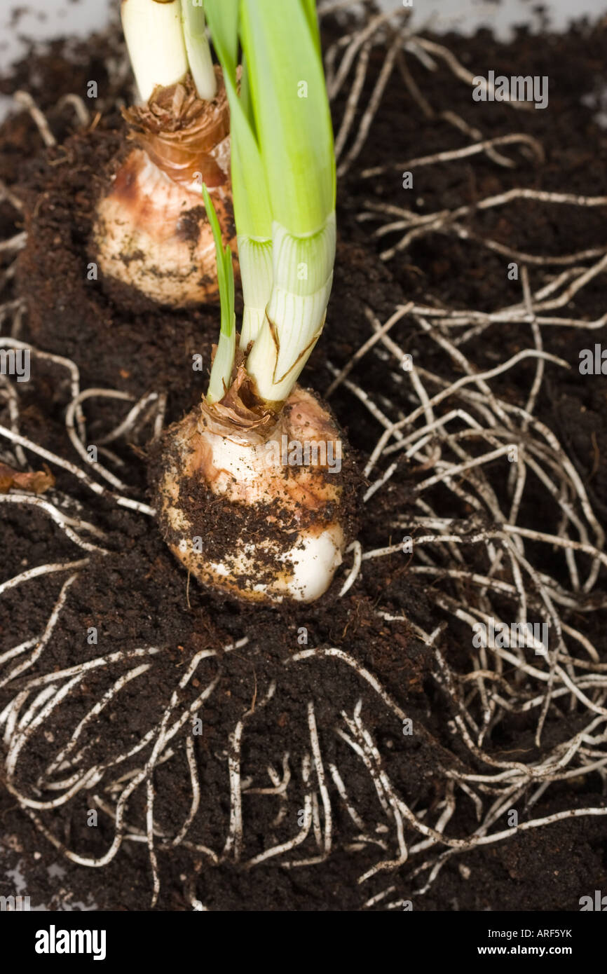 Flower roots soil cross section hi-res stock photography and images - Alamy