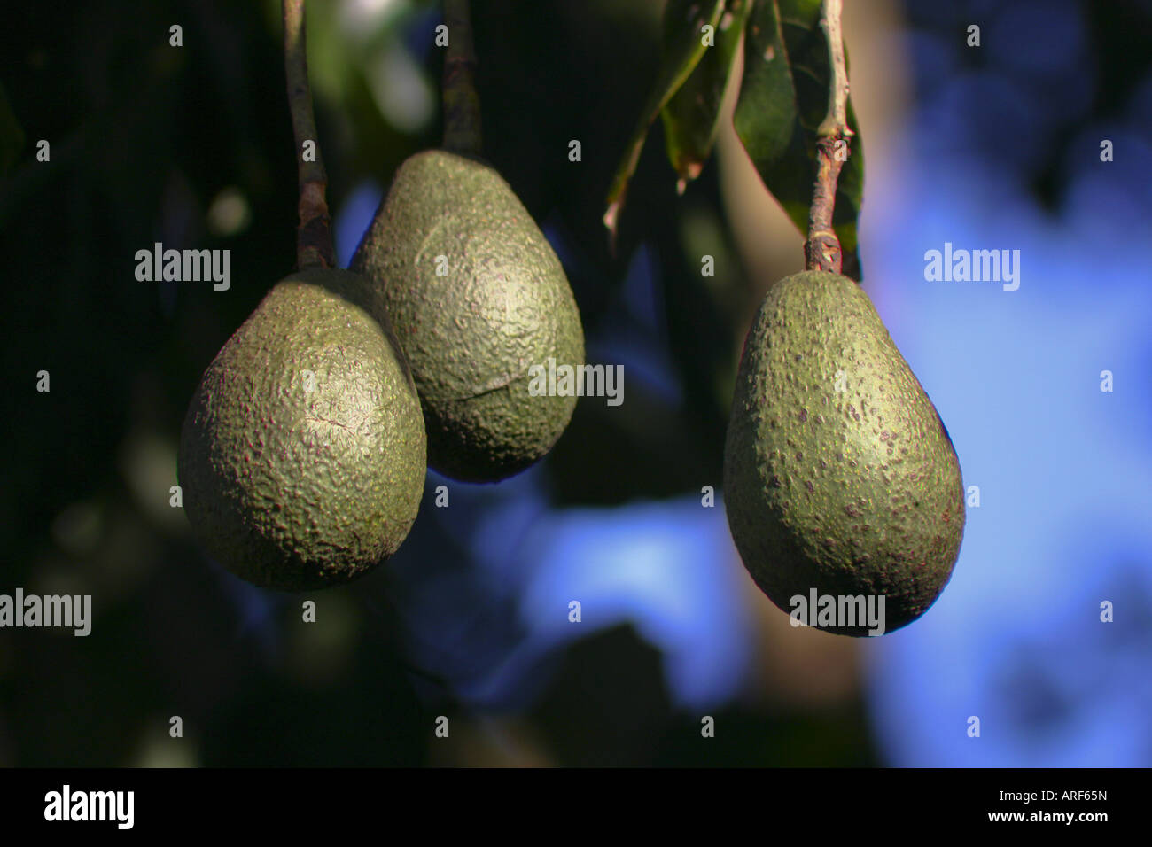 Avacado pear hi-res stock photography and images - Alamy