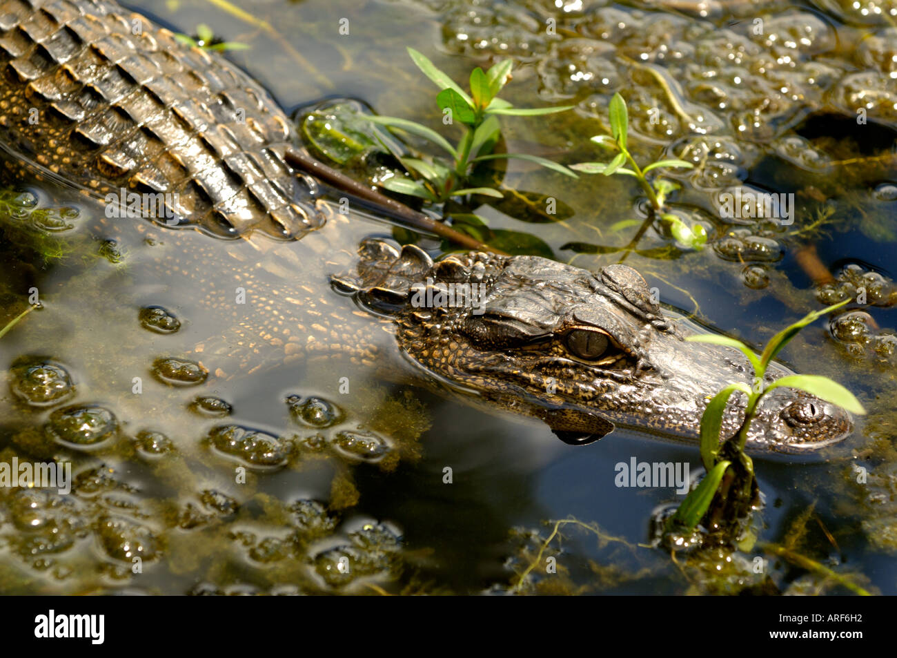 Laying Alligator in Georgia Swamp Stock Photo - Alamy
