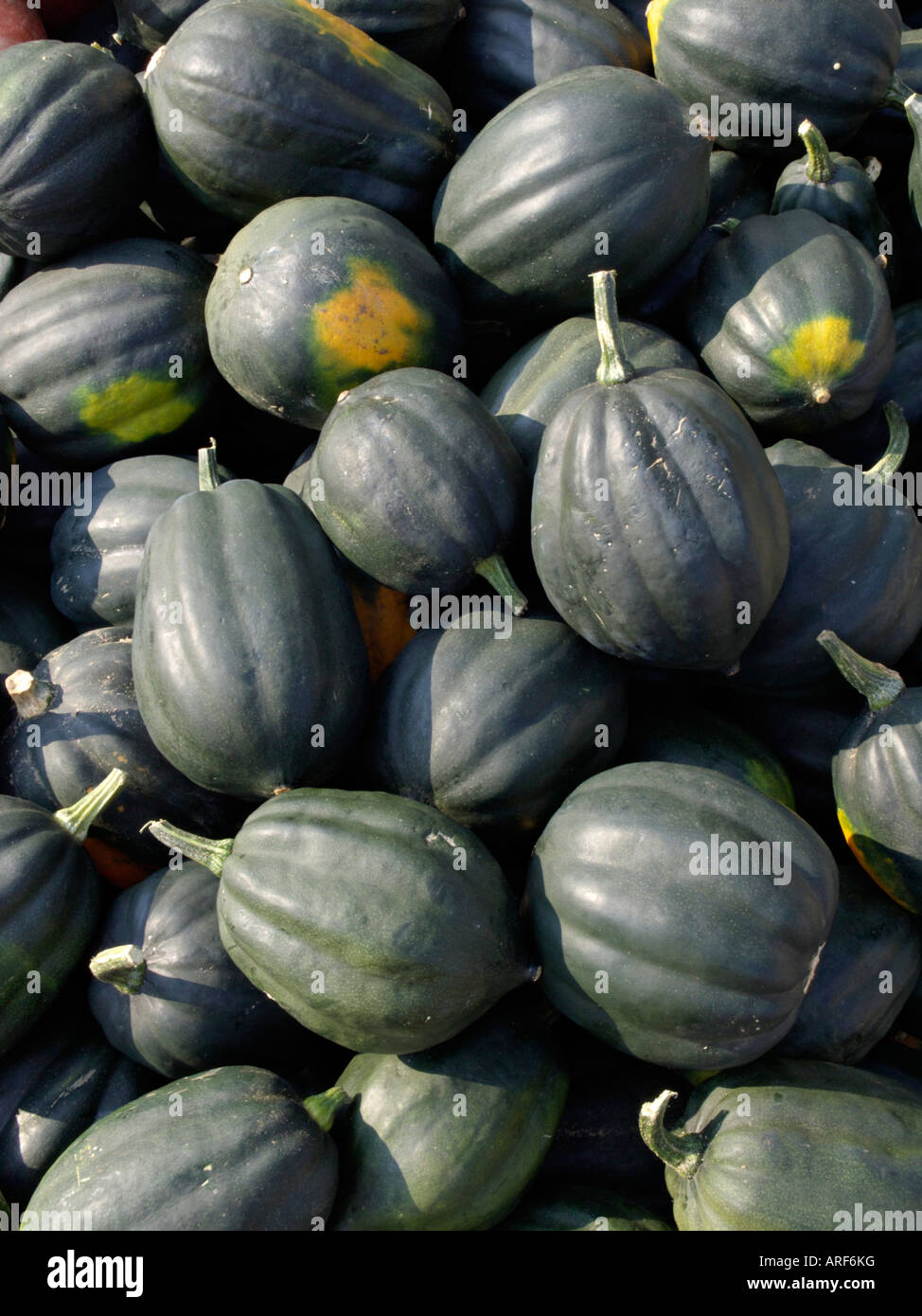 Cucurbita pepo cultivars hi-res stock photography and images - Alamy