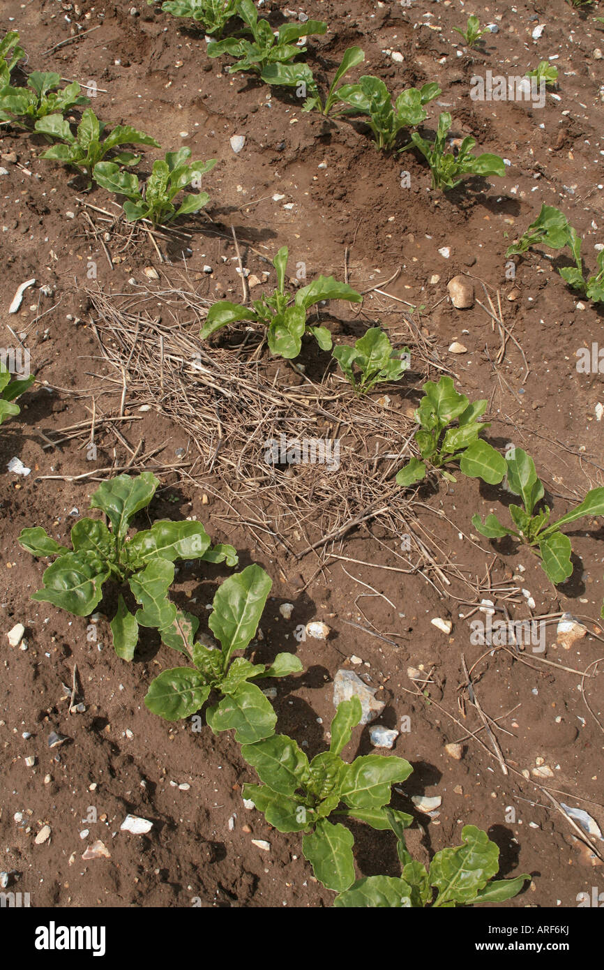 Skylark eggs in nest hi-res stock photography and images - Alamy