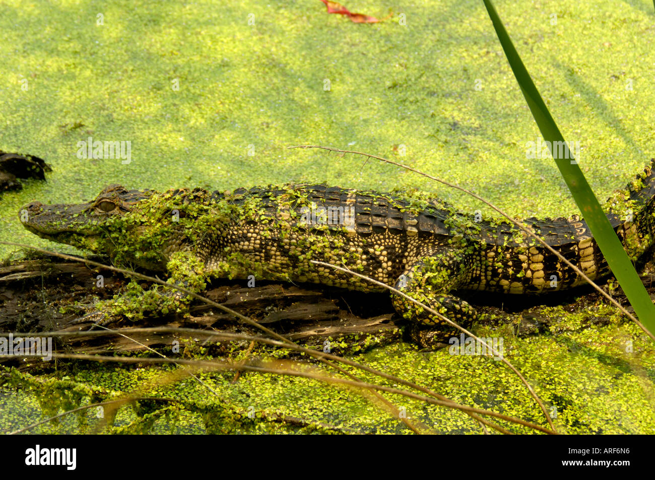 Gator in swamp in Southern Georgia United States of America Stock Photo ...