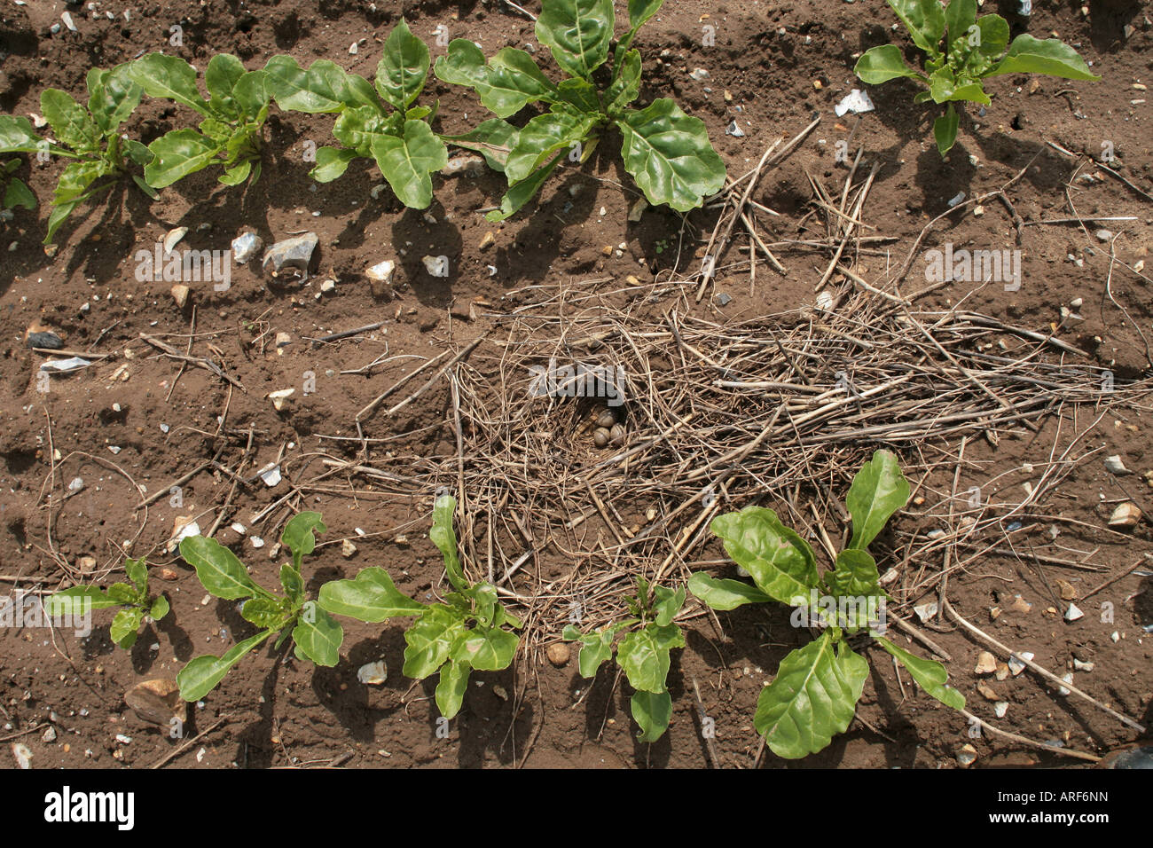 Skylark eggs in nest hi-res stock photography and images - Alamy