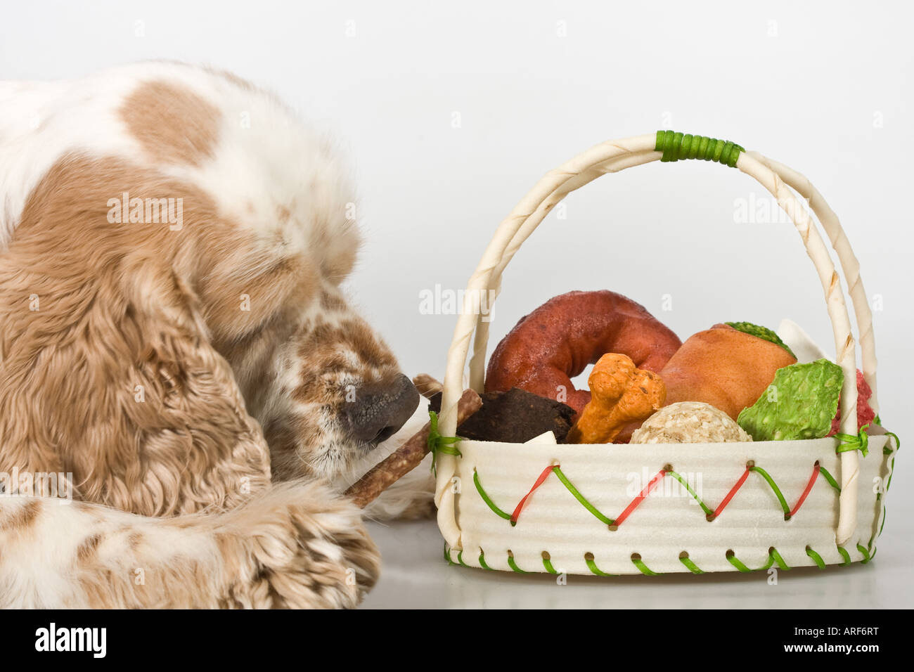 Cocker hi res hi-res stock photography and images - Alamy