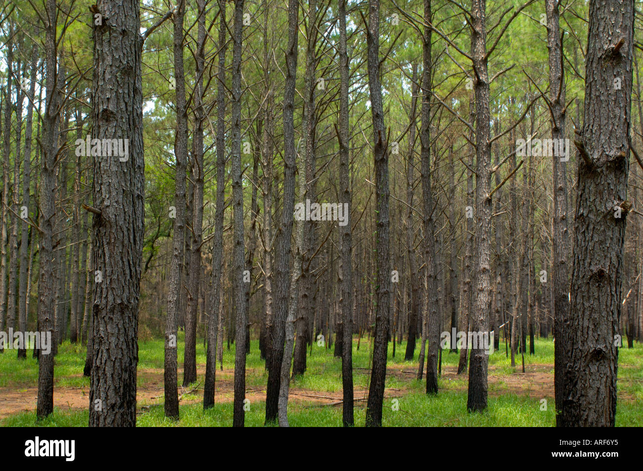 Pine forest in Georgia United States of America Stock Photo - Alamy