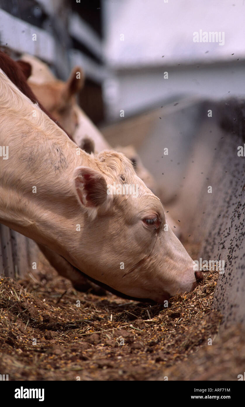 Cattle eating out of feed trough USA Stock Photo - Alamy