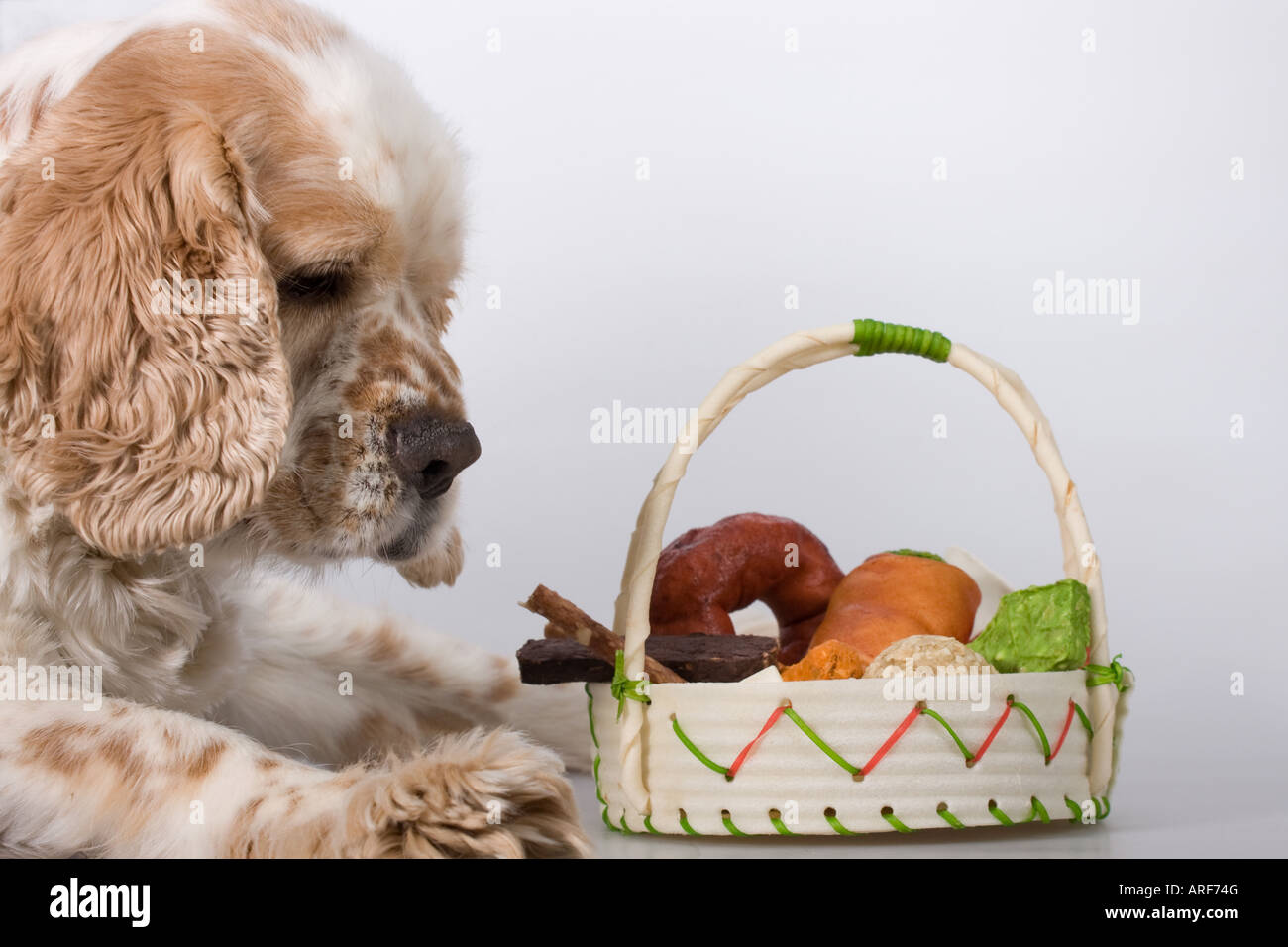 American cocker spaniels hi-res stock photography and images - Alamy