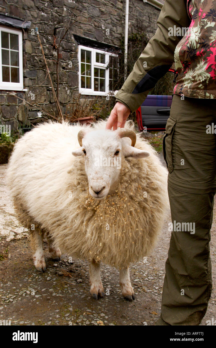 Wales sheep hi-res stock photography and images - Alamy