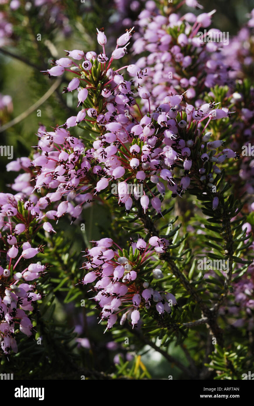 Erica carnea December Red Stock Photo - Alamy