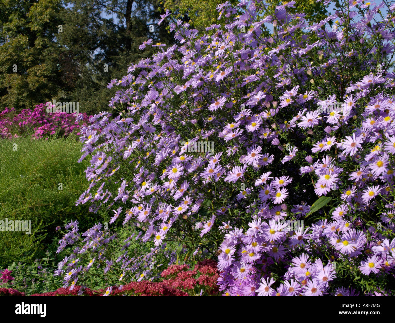 Italian aster (Aster amellus 'Rosa Erfüllung' Stock Photo - Alamy