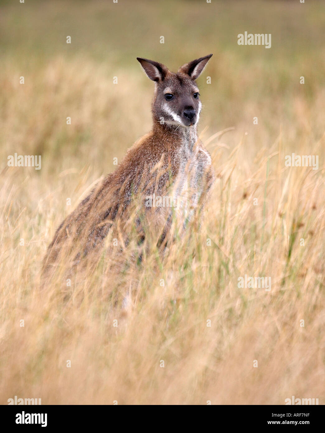 Wallabee hi-res stock photography and images - Alamy