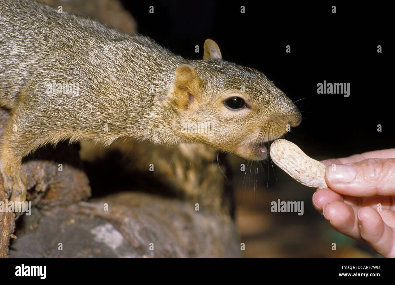 Human friendly squirrel hi-res stock photography and images - Alamy