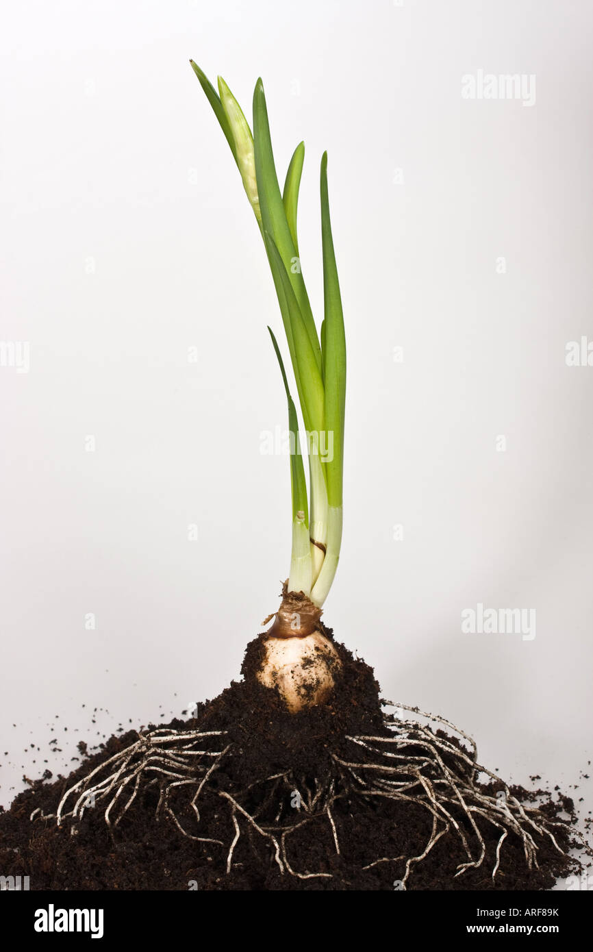 Bulb cross section hi-res stock photography and images - Alamy