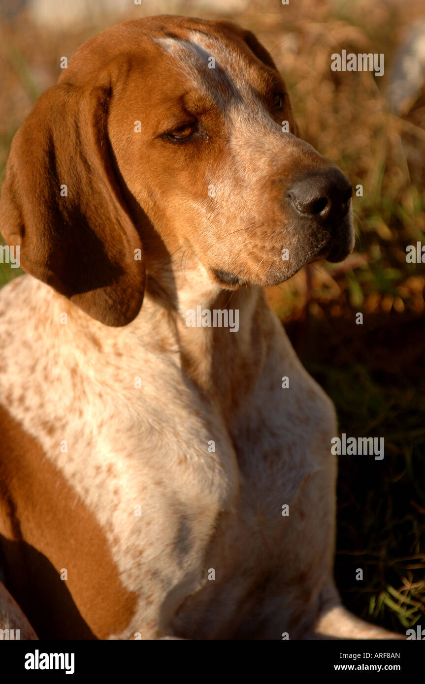 portrait of a hunting dog Stock Photo - Alamy