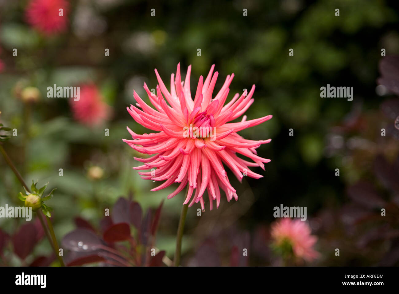 Dahlia pontiac hi-res stock photography and images - Alamy