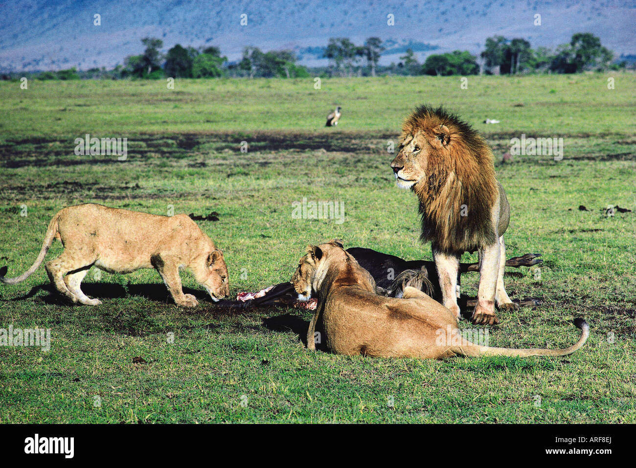 Mature male Lion and two Lionesses with Wildebeest or White bearded Gnu ...