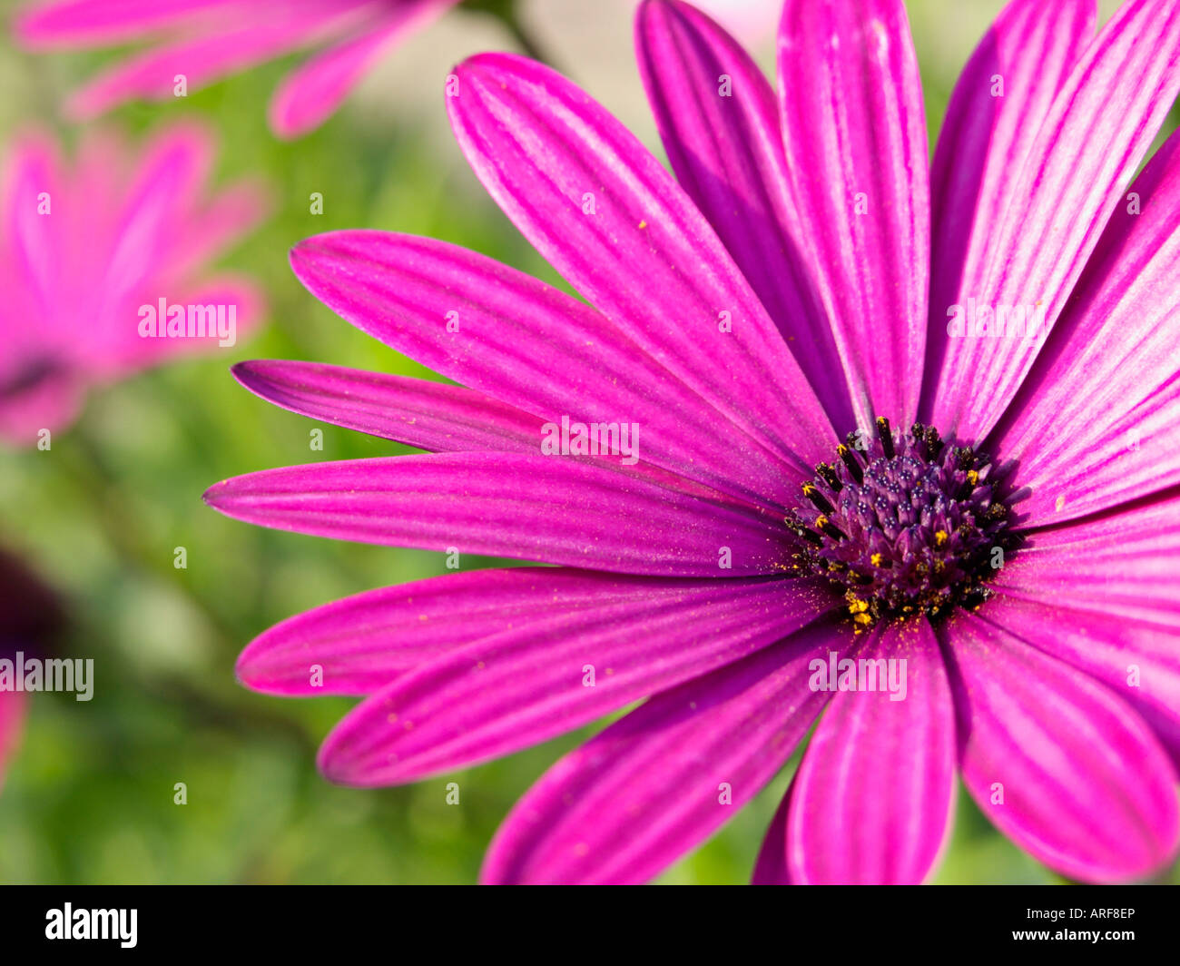 Cape marguerite (Osteospermum ecklonis syn. Dimorphotheca ecklonis ...