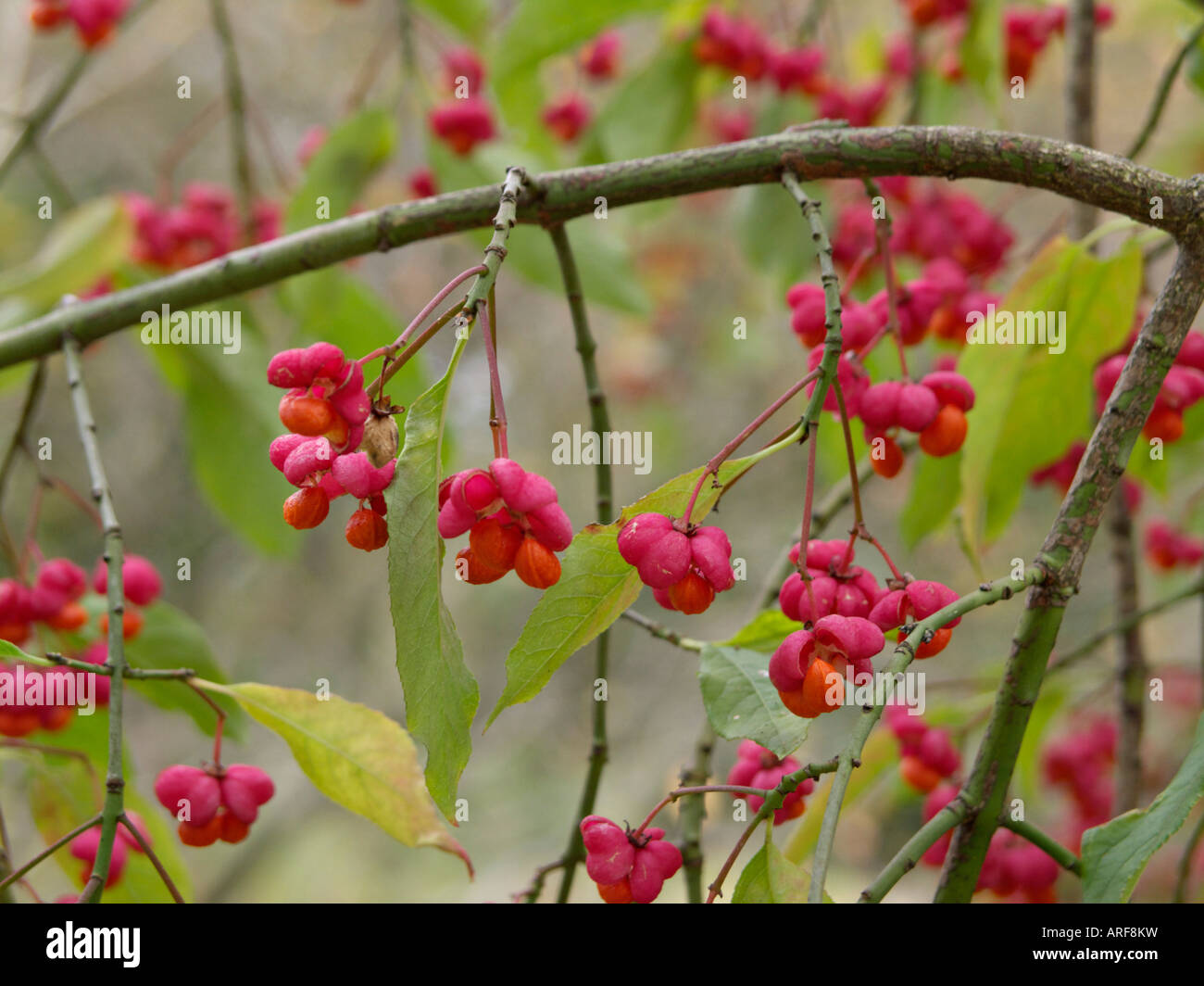 Spindle berry plant hi-res stock photography and images - Alamy