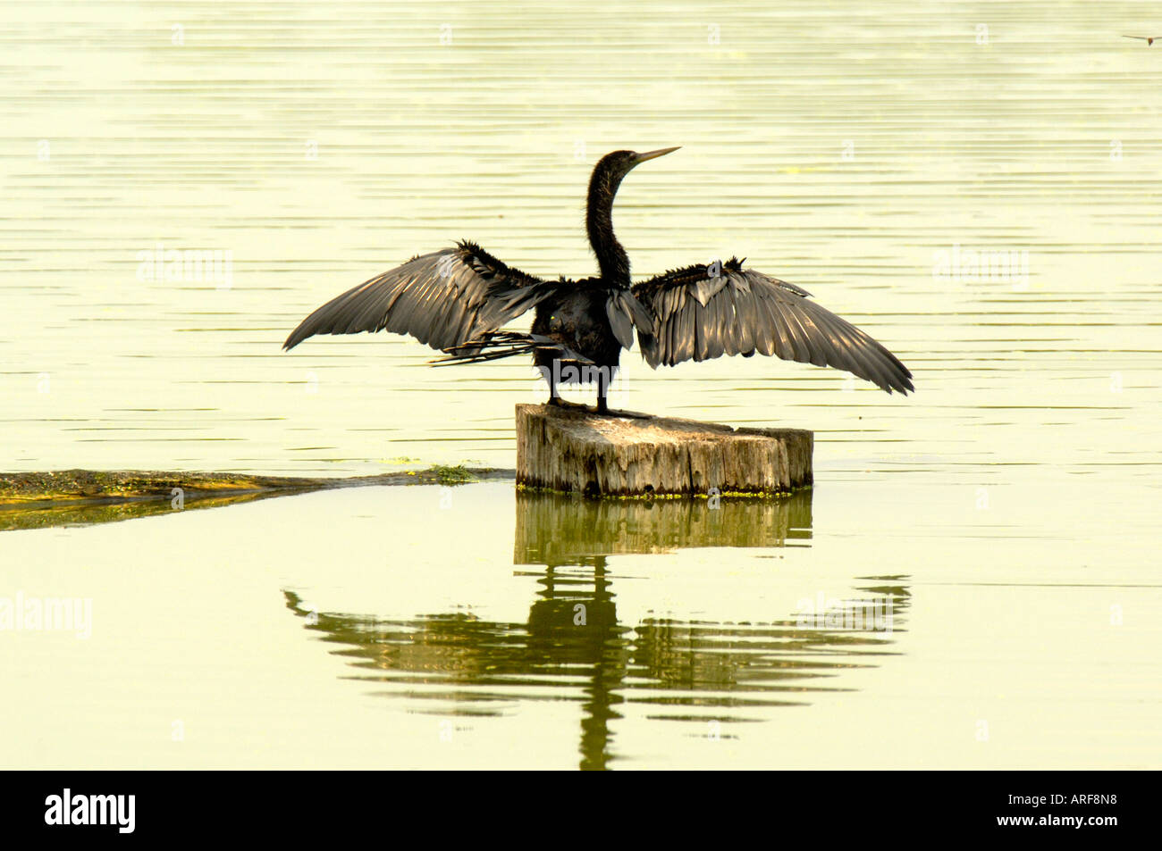Wings and tail spread out hi-res stock photography and images - Alamy