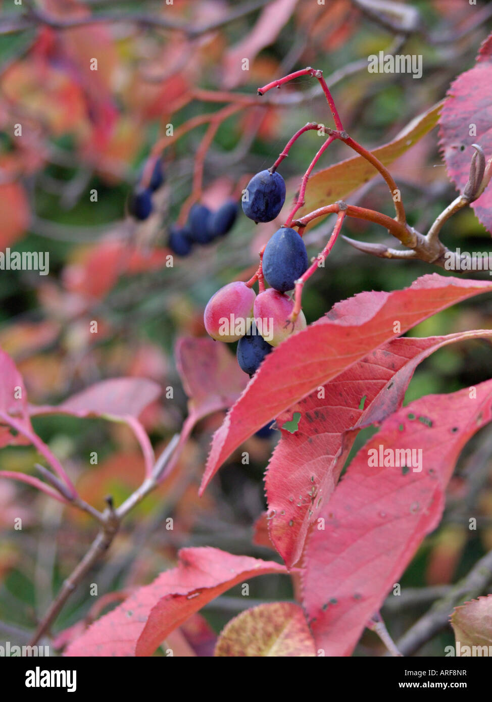 Nannyberry (Viburnum lentago Stock Photo - Alamy