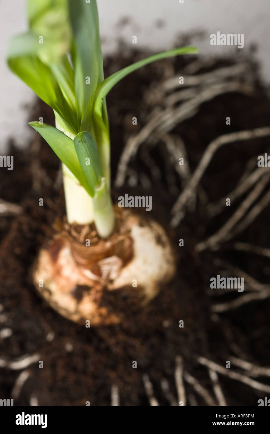 Close up of flower bulb roots with green leaves in the soil vertical ...
