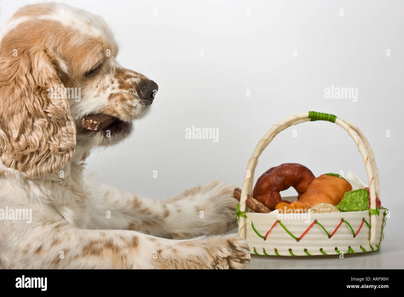 American Cocker Spaniel domestic dog with full bowl of the treats ...