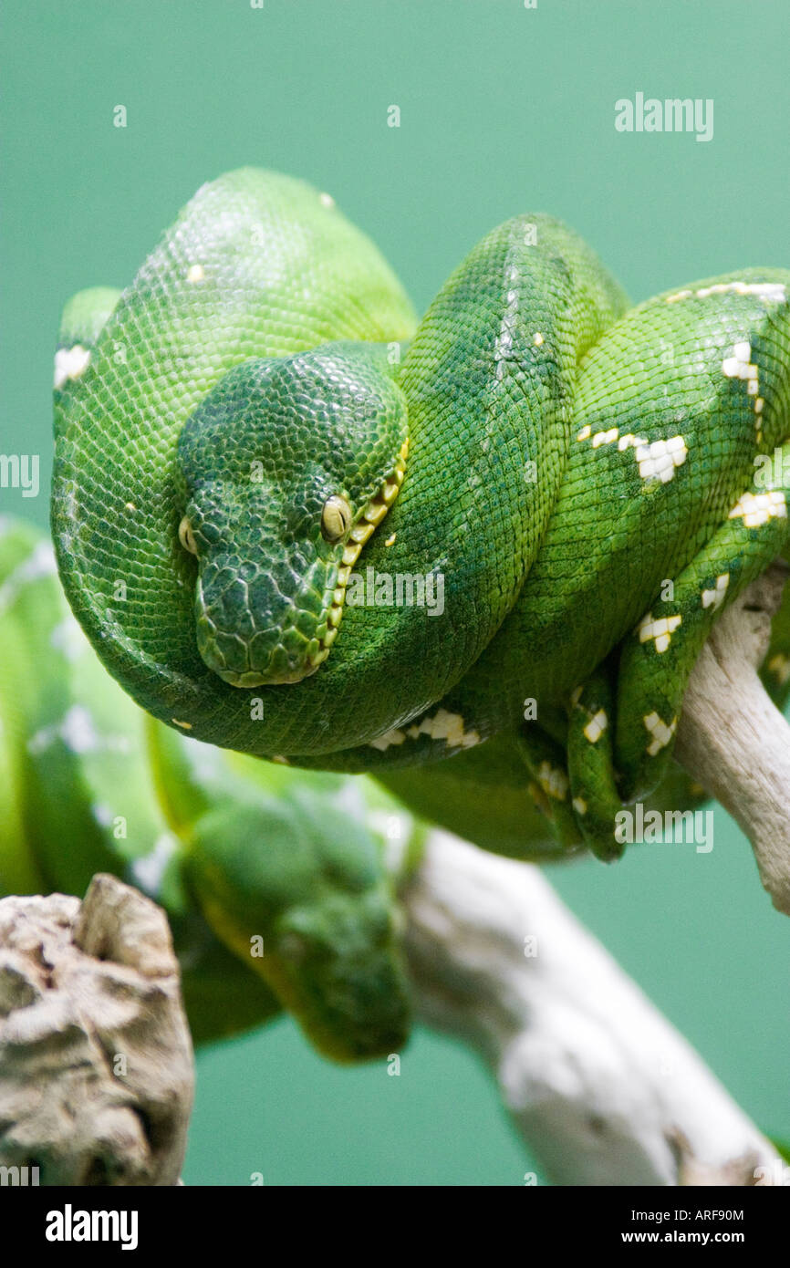 Captive tree boa hi-res stock photography and images - Alamy