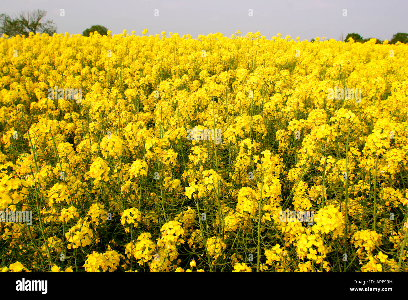 Europe England rapeseed flowers field Stock Photo - Alamy